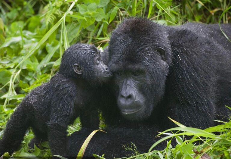 Gorilla Trekking Uganda Vs Rwanda